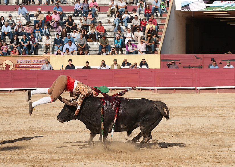 Cultural Spotlight: Portuguese Bullfighting… or,”Revenge of the bull ...